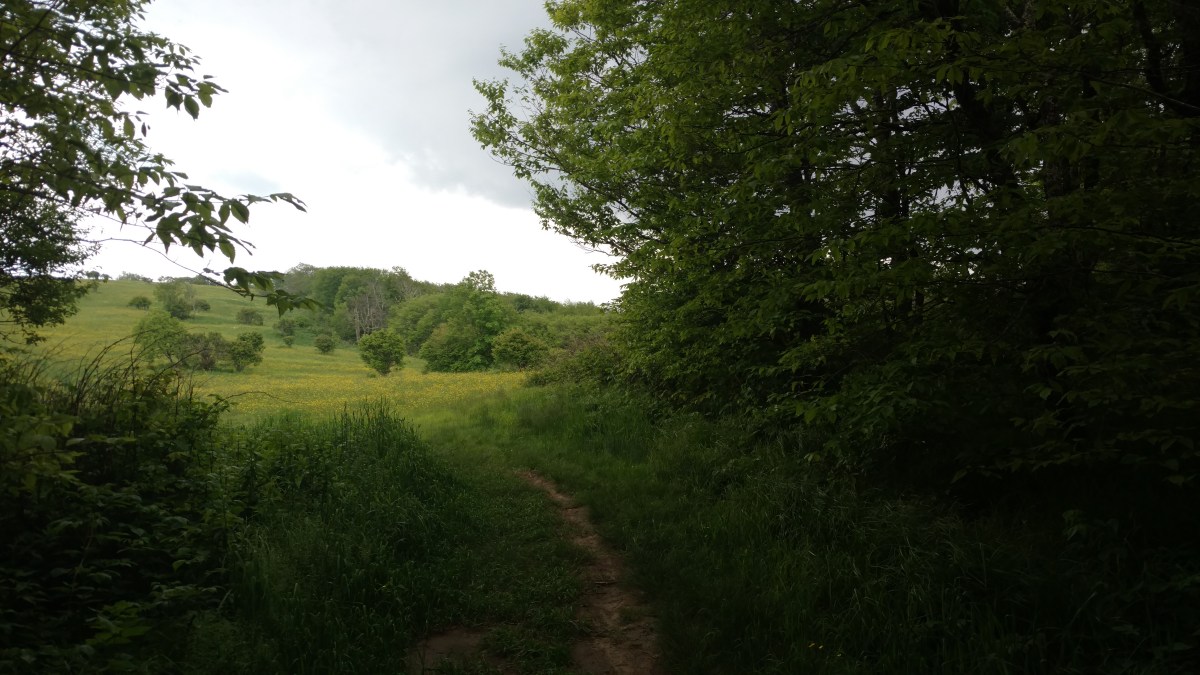 Into the Woods: Unicoi Mountains | Hardscrabble